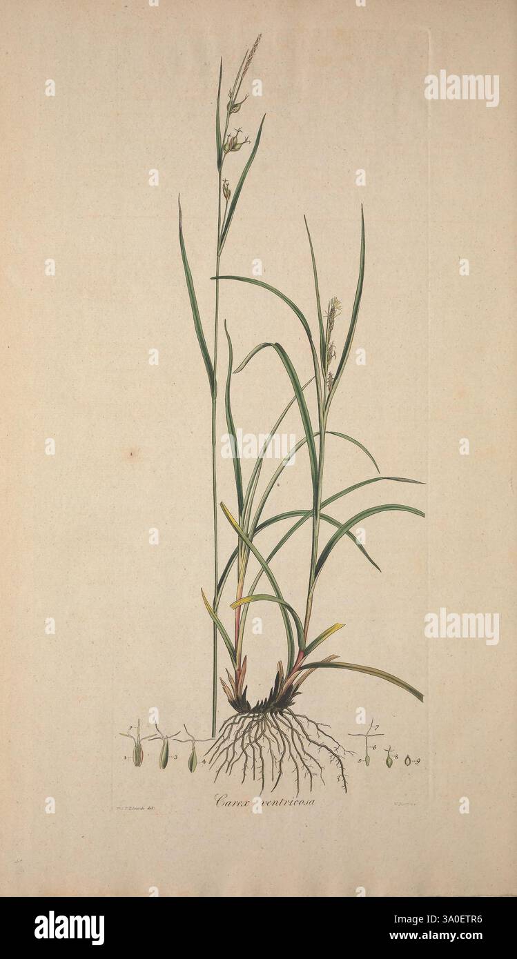 Showcasing fine root hairs hi-res stock photography and images - Alamy