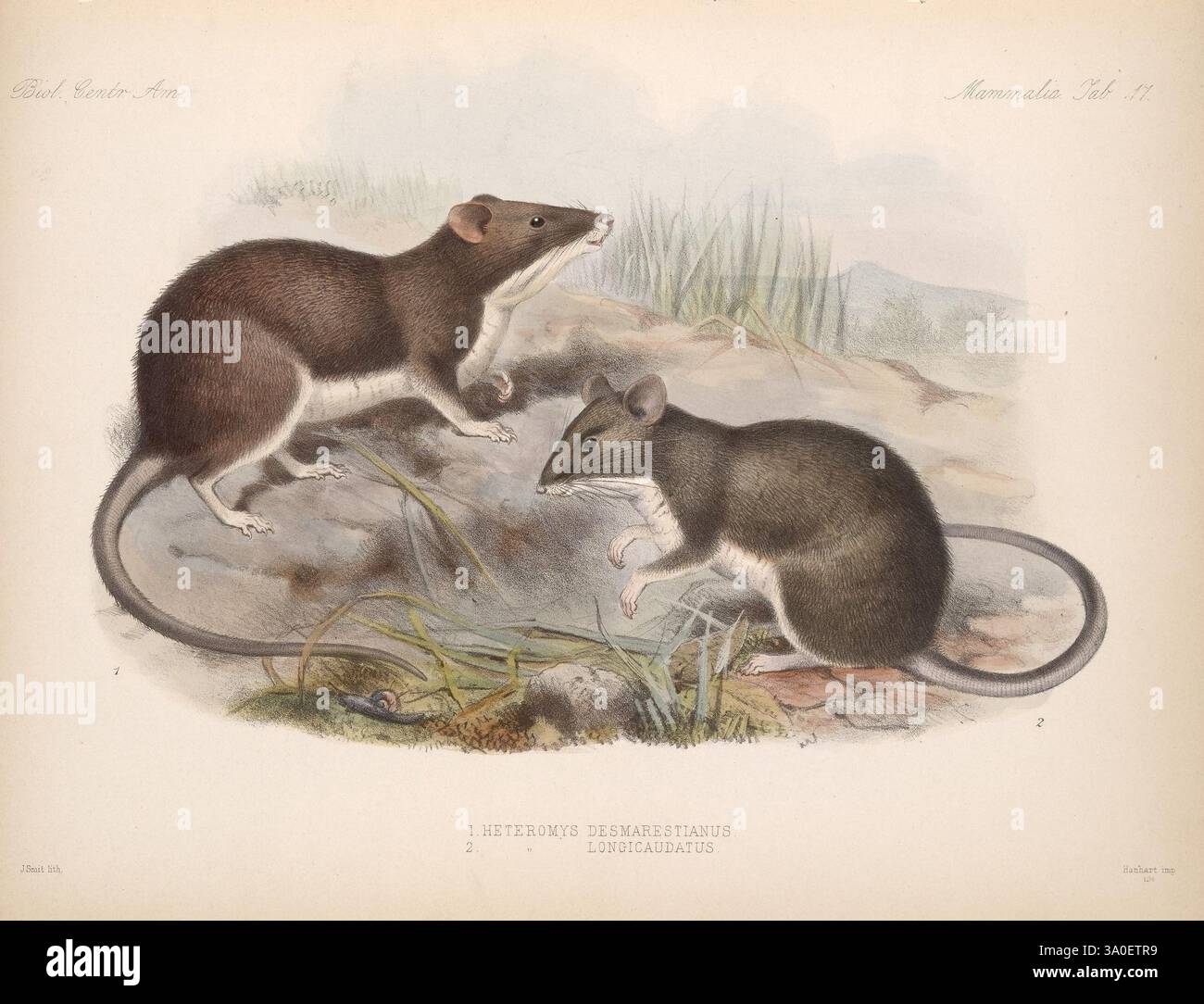 Alston mouse hi-res stock photography and images - Alamy