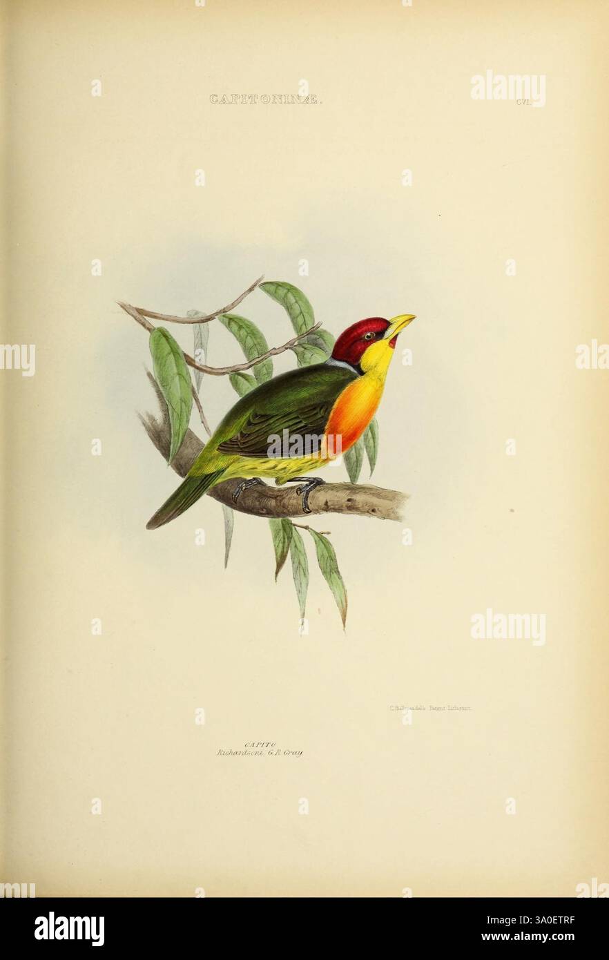 Birds slender shape hi-res stock photography and images - Alamy