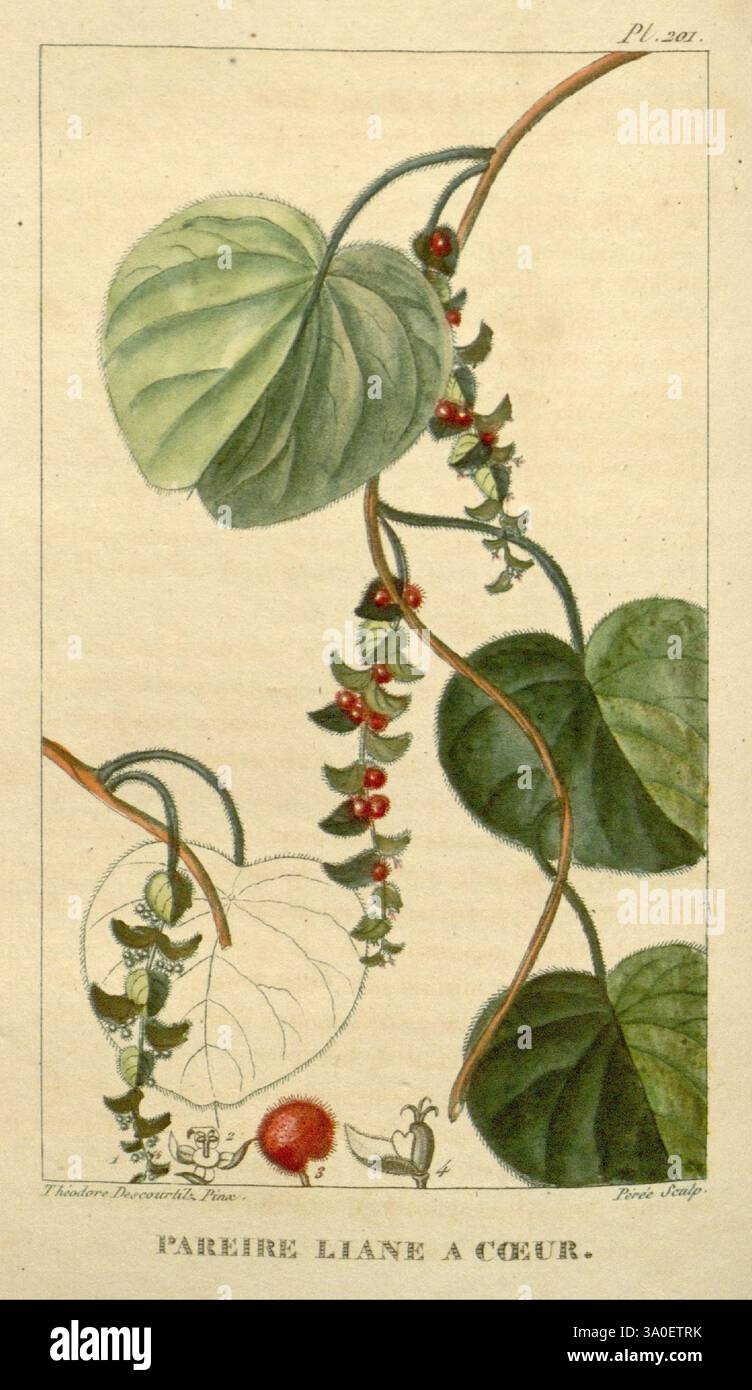 Flore médicale des Antilles, ou, Traité des plantes usuelles, Paris ...