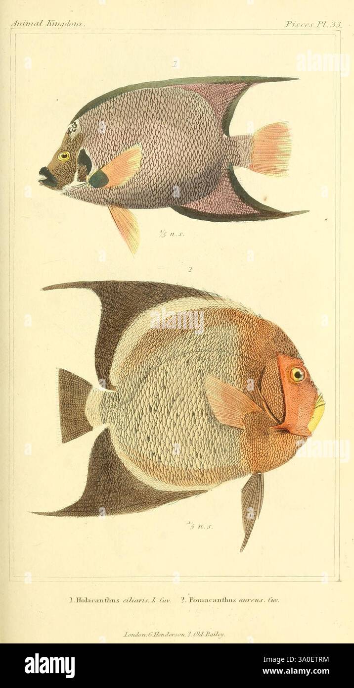 The animal kingdom, arranged according to its organization, serving as ...