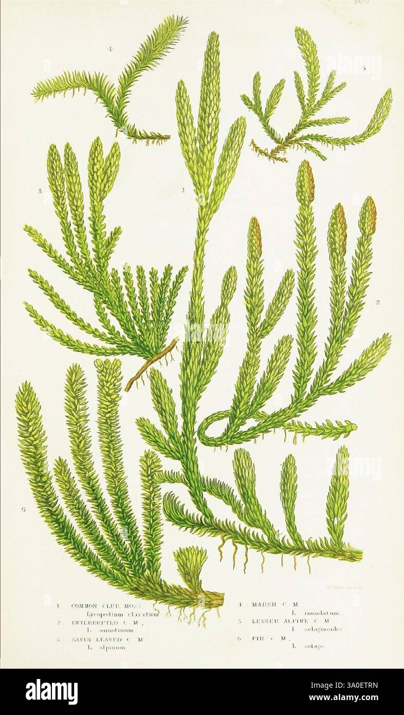 The ferns of Great Britain, and their allies the club-mosses ...