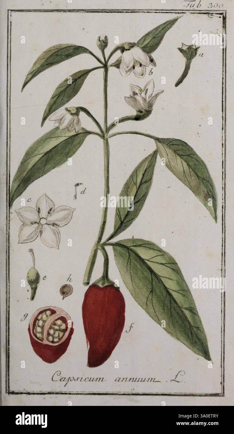 Icones Plantarum Medicinalium Nürnberg auf Kosten der Raspischen ...