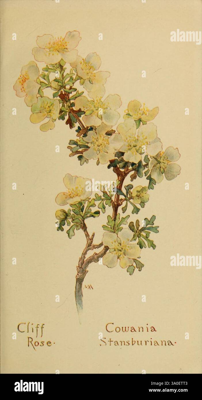 Field book of western wild flowers, New York, 1915, identification ...