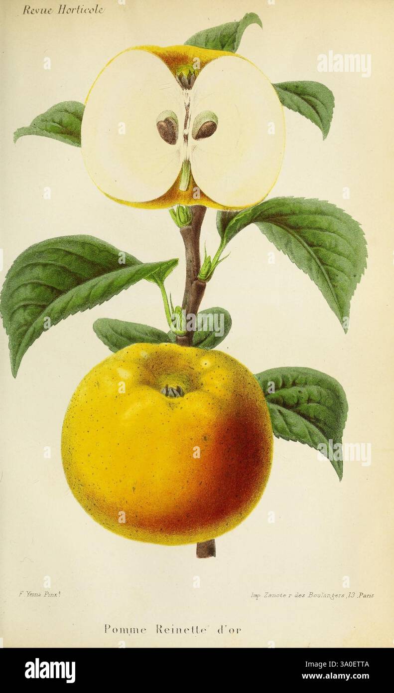 Pomme reinette d hi-res stock photography and images - Alamy
