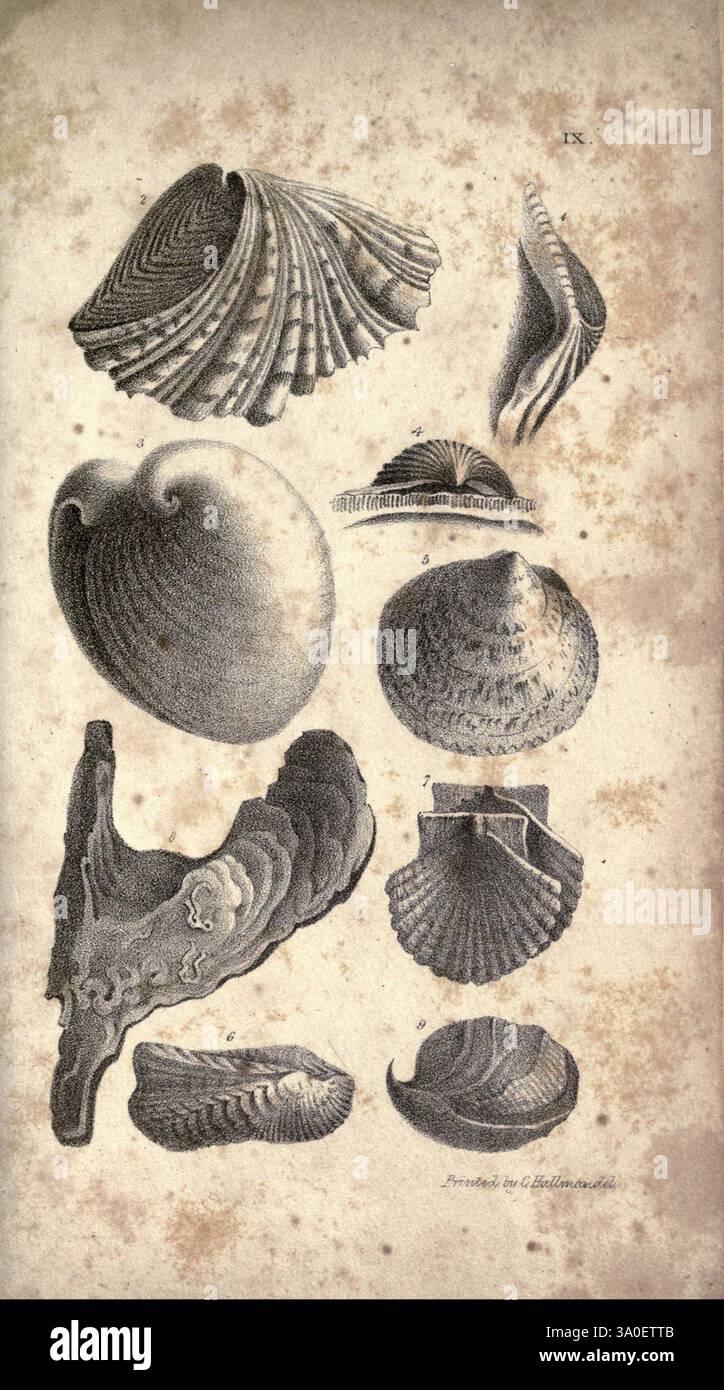 Lessons on shells, London, R.B. Seeley, W. Burnside, 1838., A ...