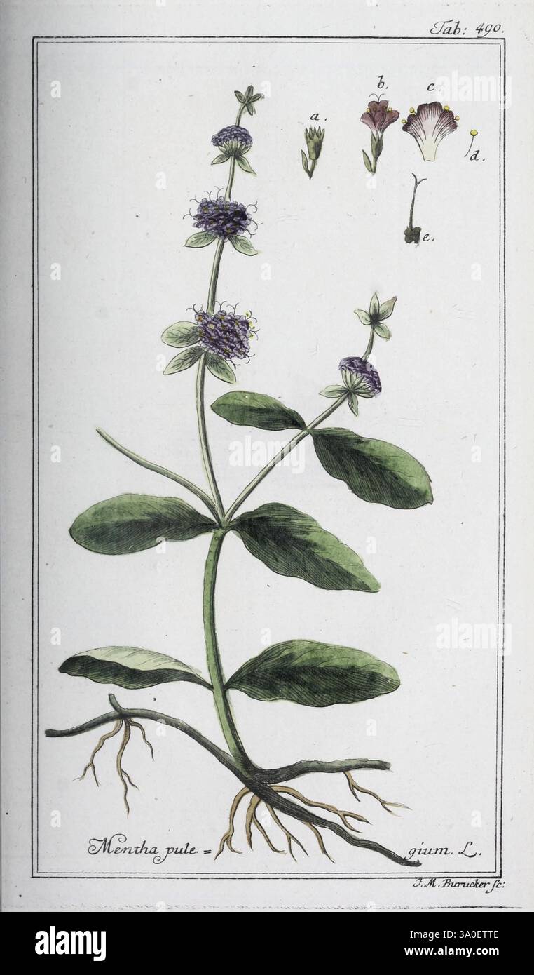 Characteristic square stems hi-res stock photography and images - Alamy