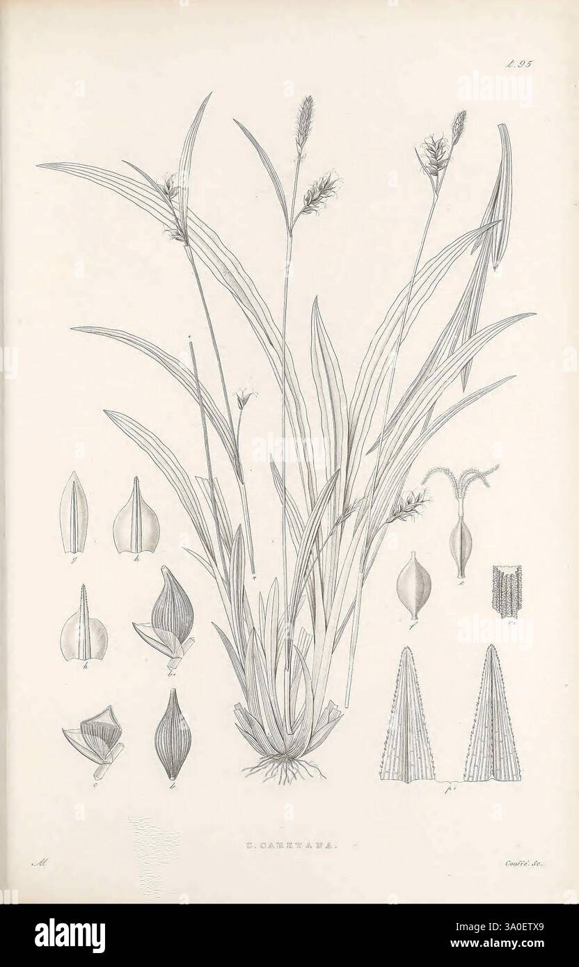 Illustrations of the genus Carex London William Pamplin 1858-1867 Carex ...