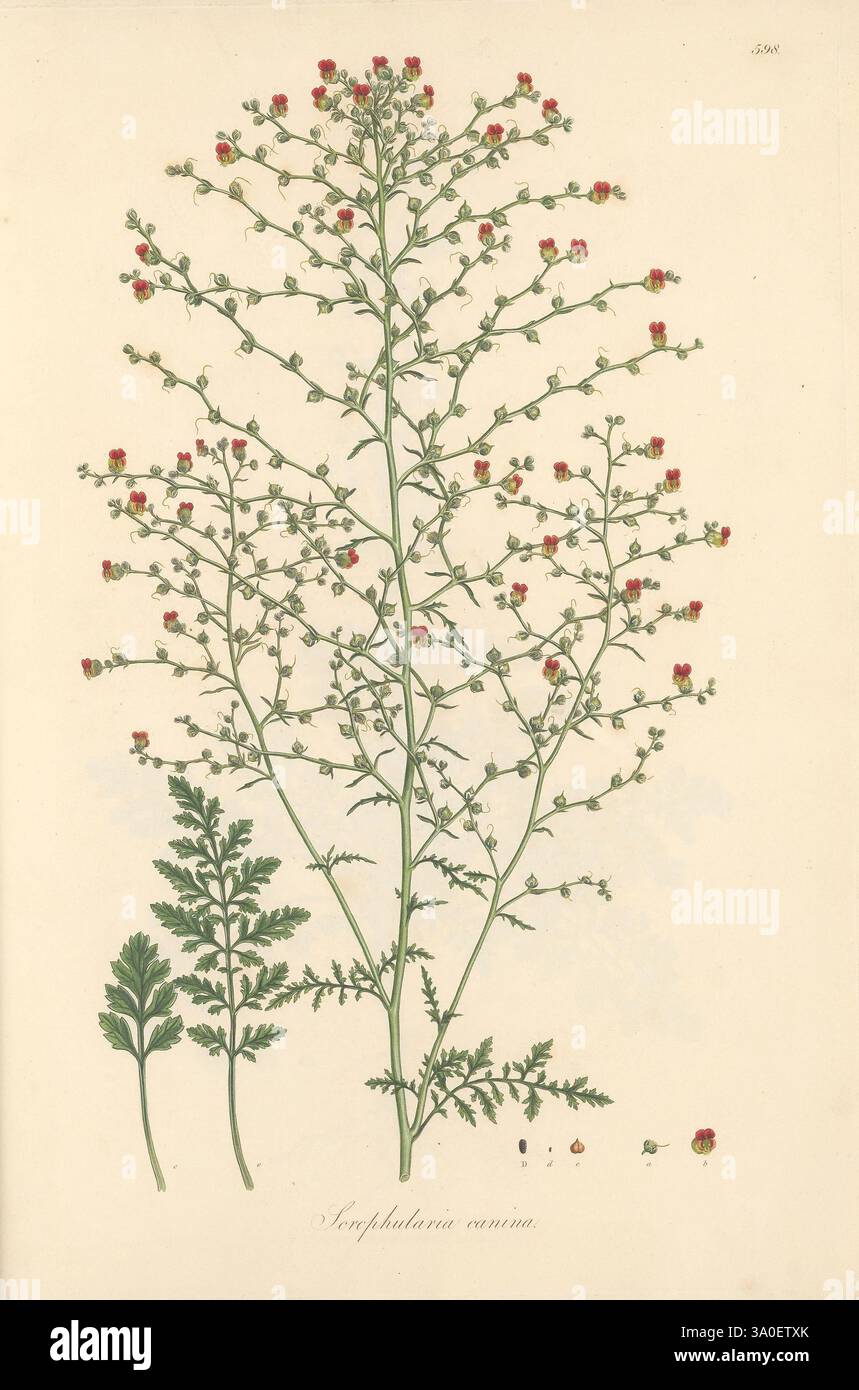 Flora Graeca, sive, Plantarum rariorum historia, quas in provinciis aut ...