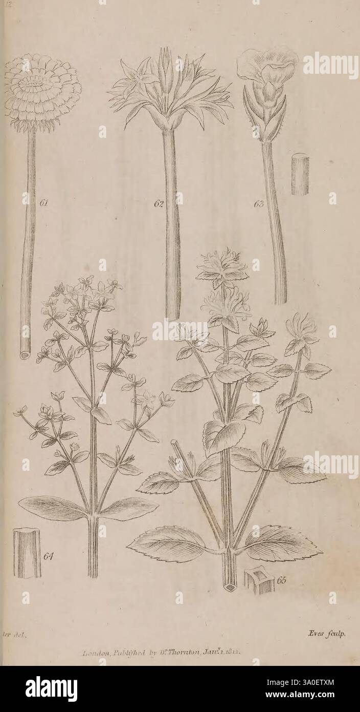 Elements of Botany London Printed for the author by J. Whiting 1812 ...
