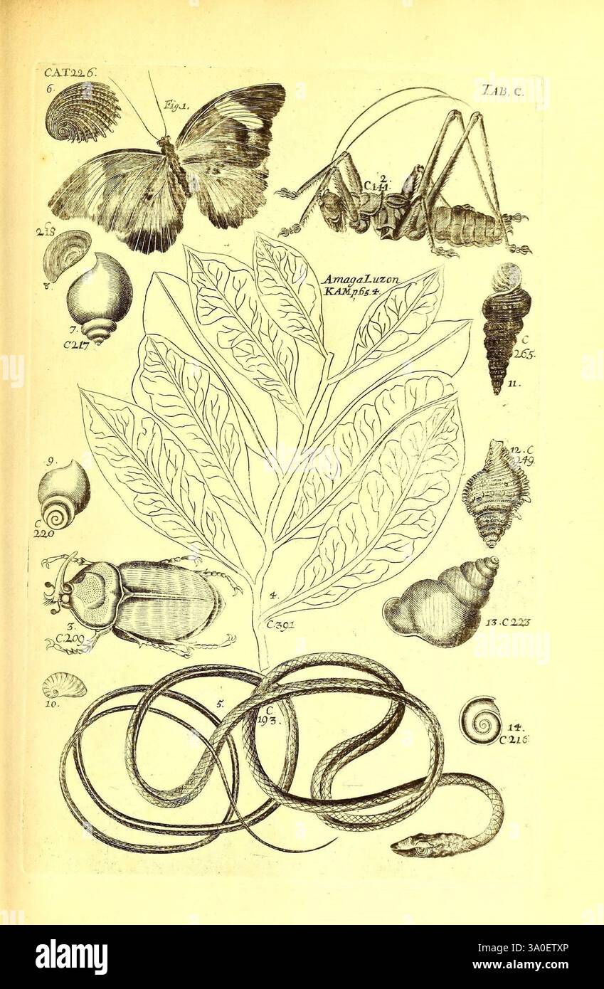 Grasshopper wings shell hi-res stock photography and images - Alamy