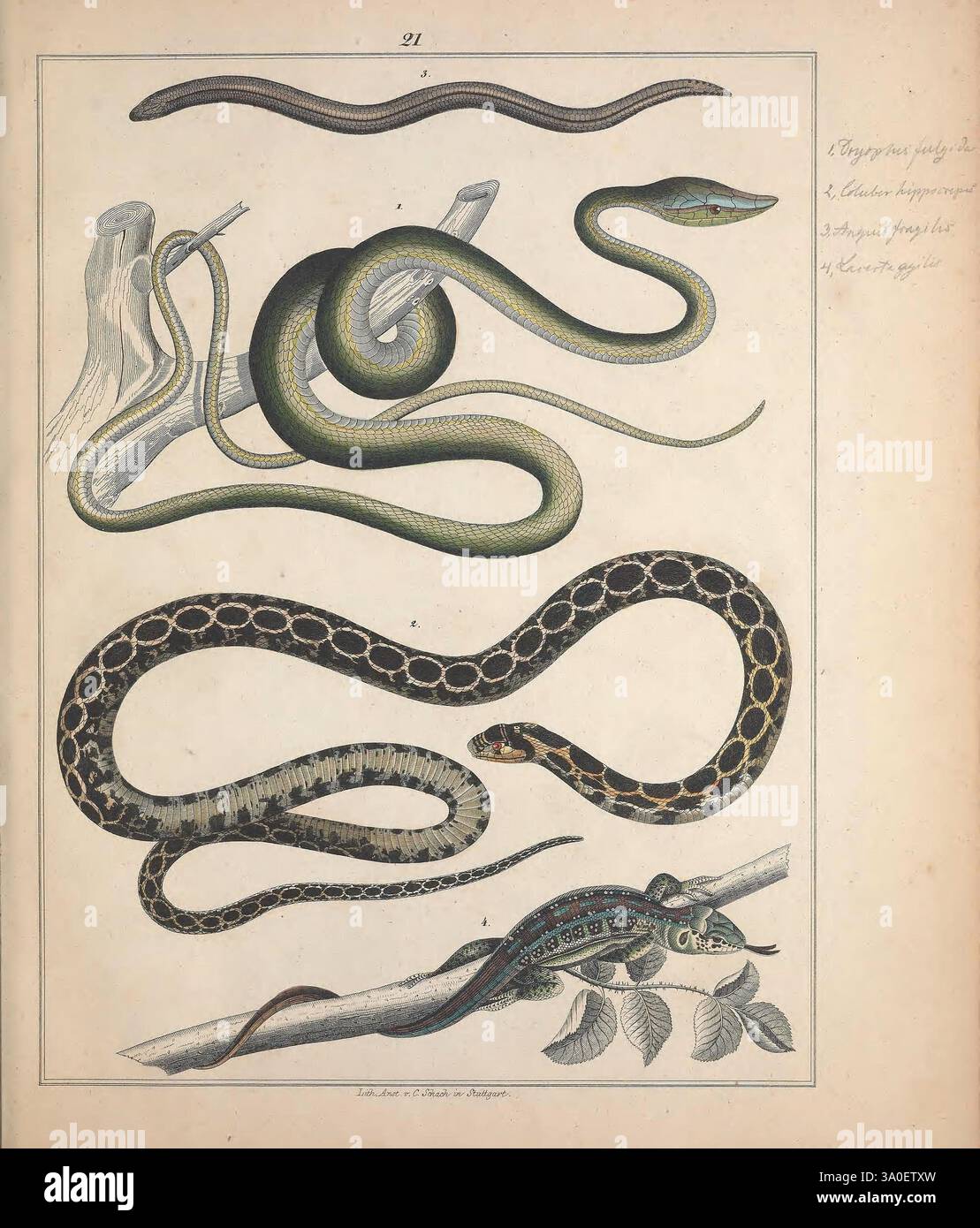 Coiled snake rests hi-res stock photography and images - Alamy