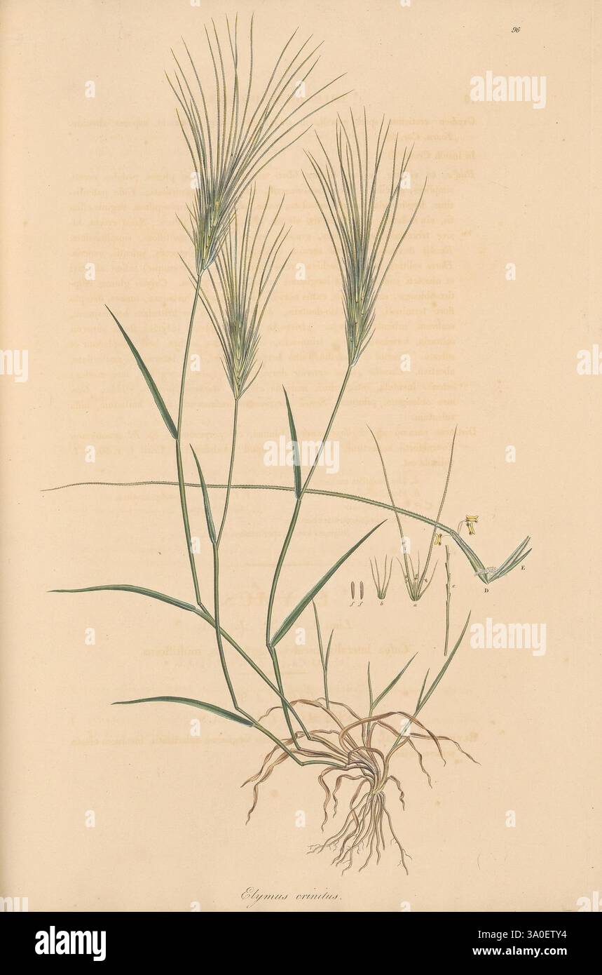 Flora Graeca, sive, Plantarum rariorum historia, quas in provinciis aut ...