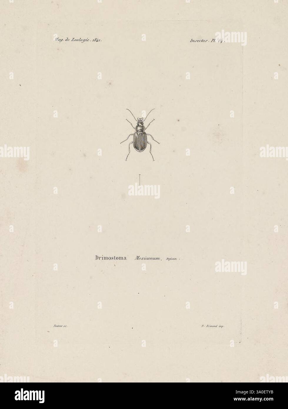 Typical of naturalist illustrations hi-res stock photography and images ...