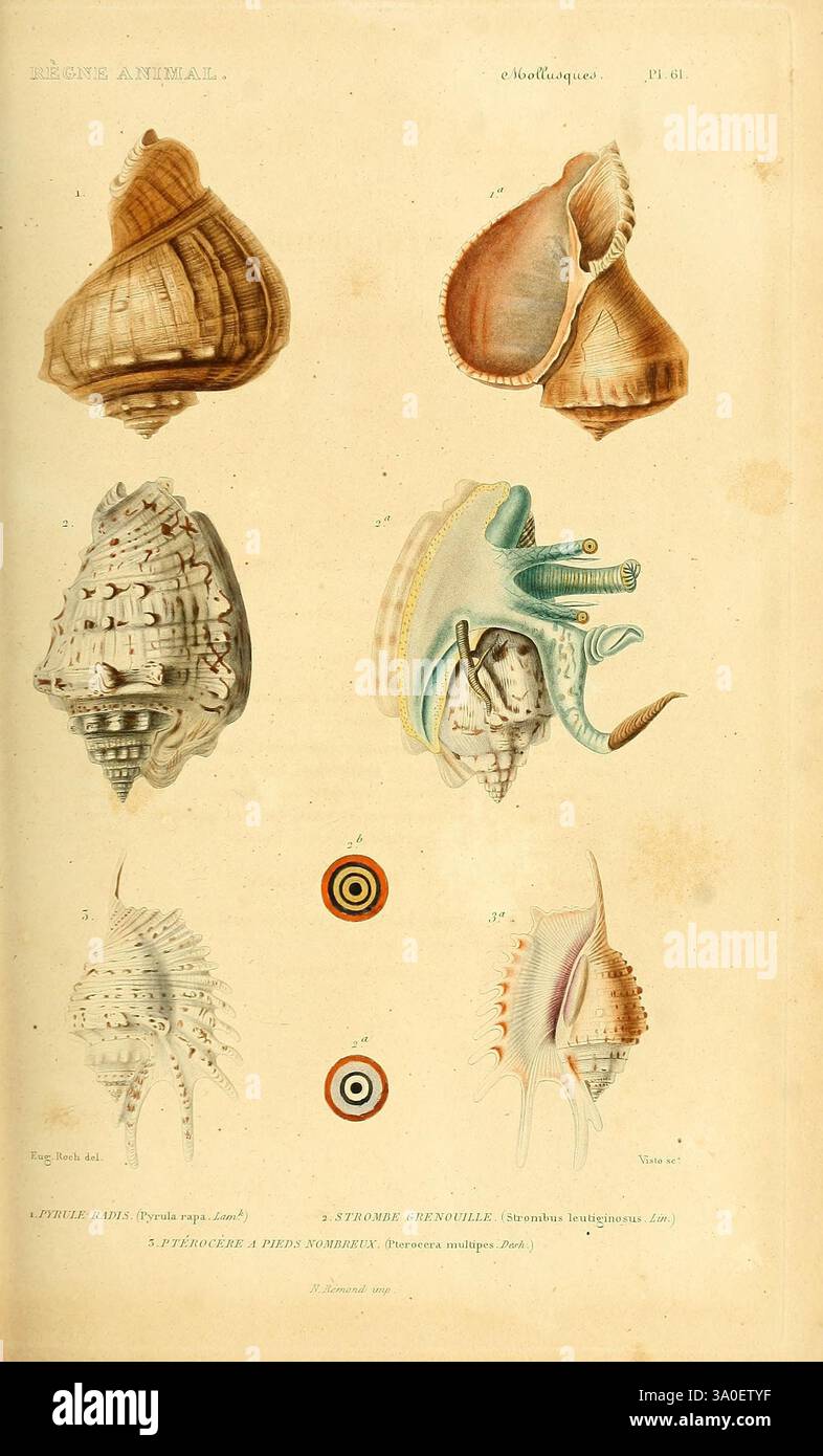 Top portion features different shell forms hi-res stock photography and ...