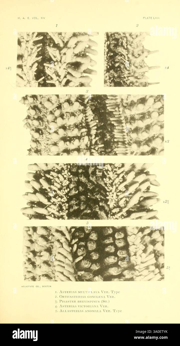 Identifying different types of organisms hi-res stock photography and ...
