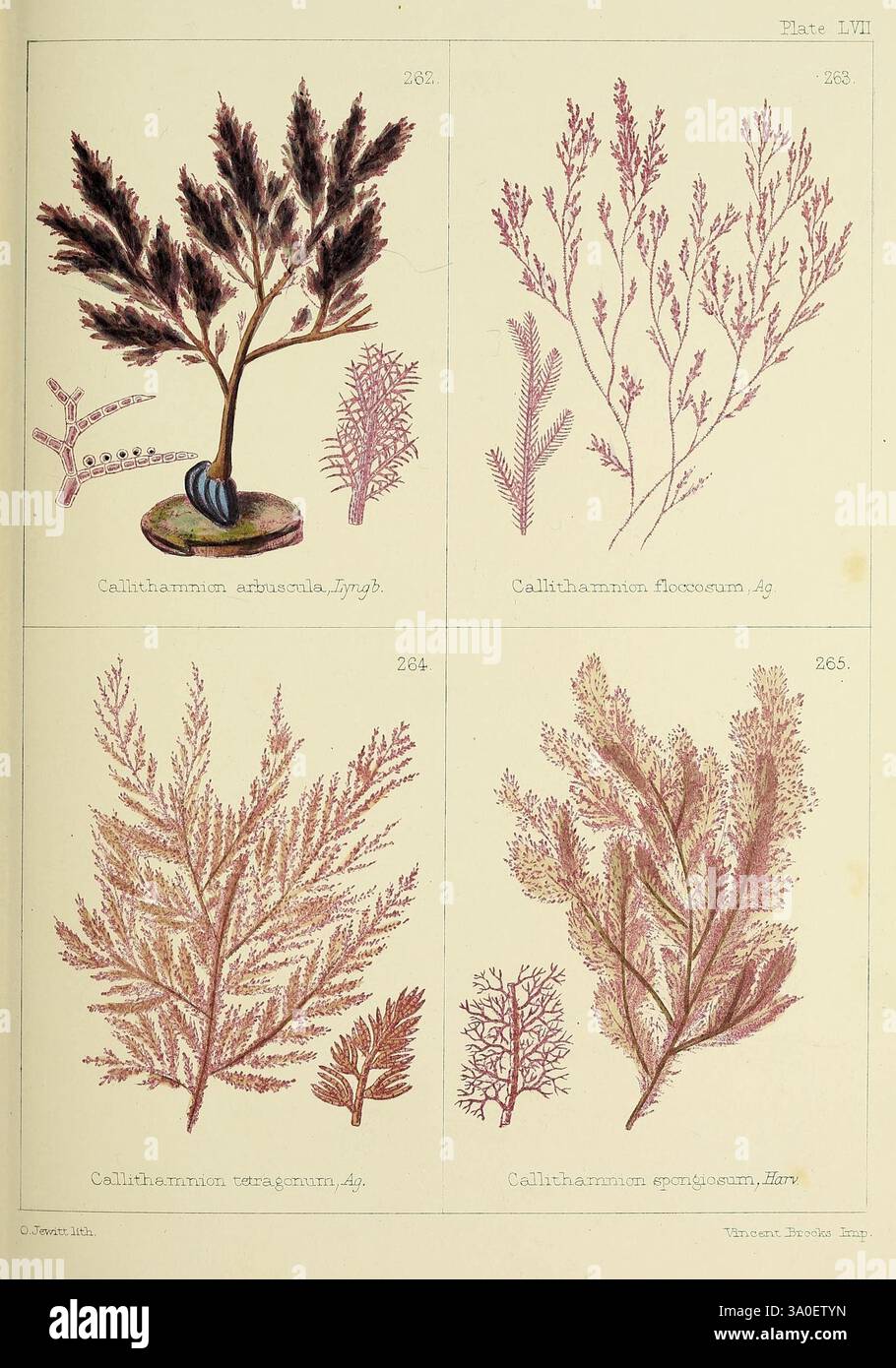 Callithamnion roseum exhibits hi-res stock photography and images - Alamy