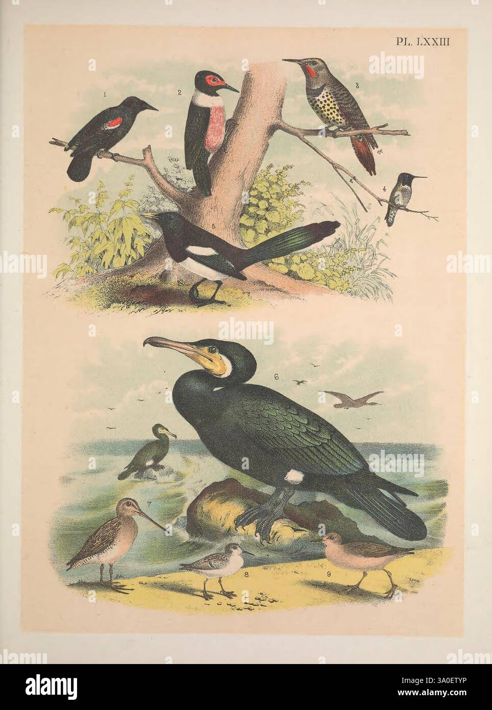 C1888 birds north america pictorial works red hi-res stock photography ...
