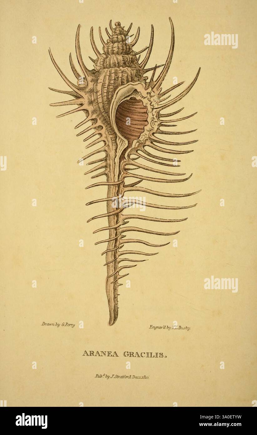 Arcana, or The Museum of Natural History, London, 1811, shell, natural ...