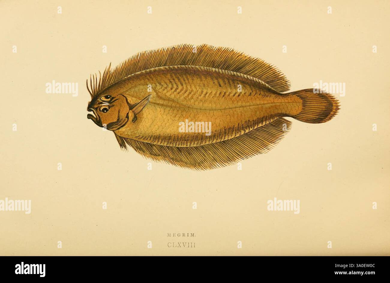 A history of the fishes of the British Islands London Groombridge and ...