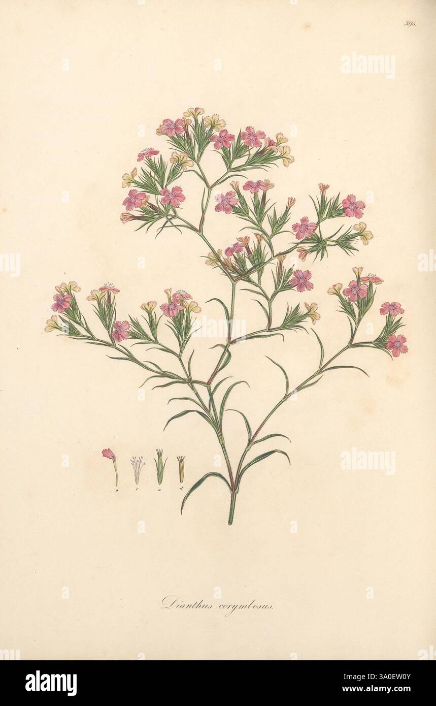 Flora Graeca, sive, Plantarum rariorum historia, quas in provinciis aut ...