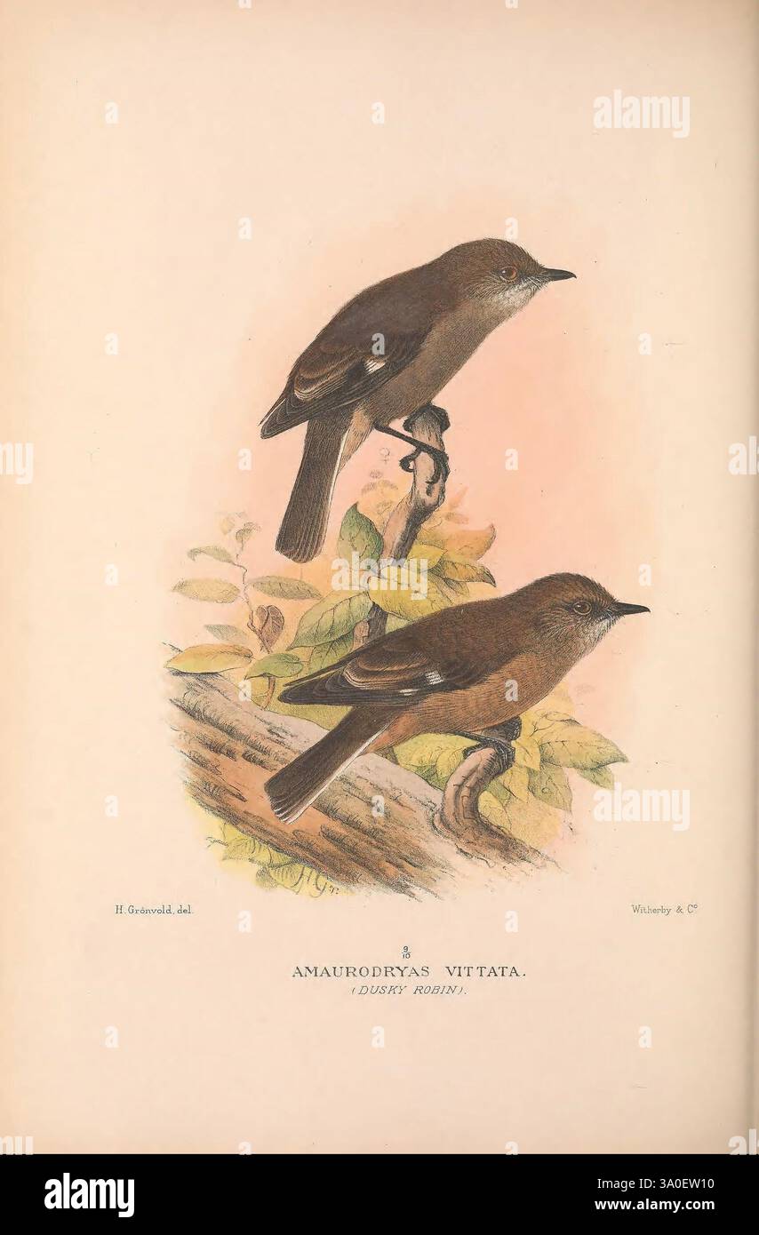 Darby robin hi-res stock photography and images - Alamy