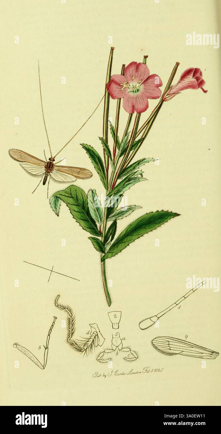 Stylized representation of insect body parts hi-res stock photography ...