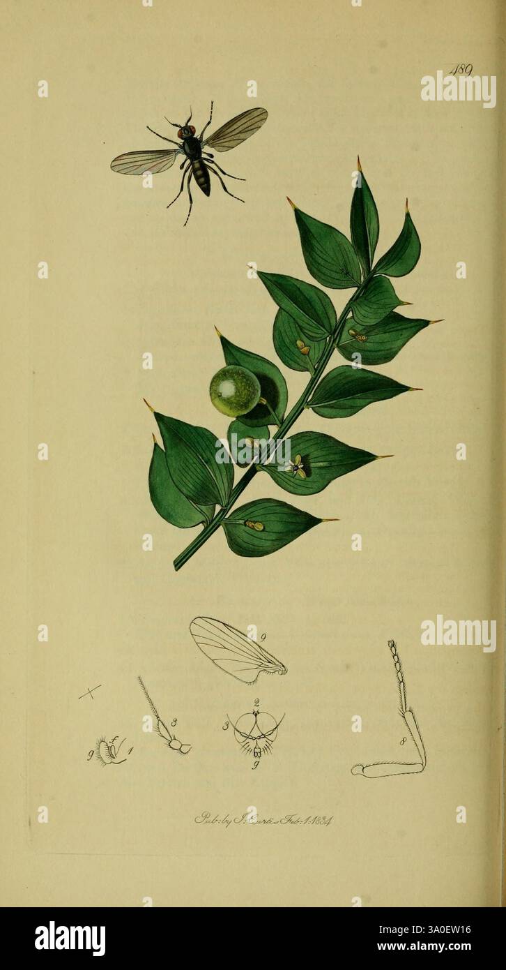 British entomology London Printed for the author 1823-1840 [i.e. 1840 ...
