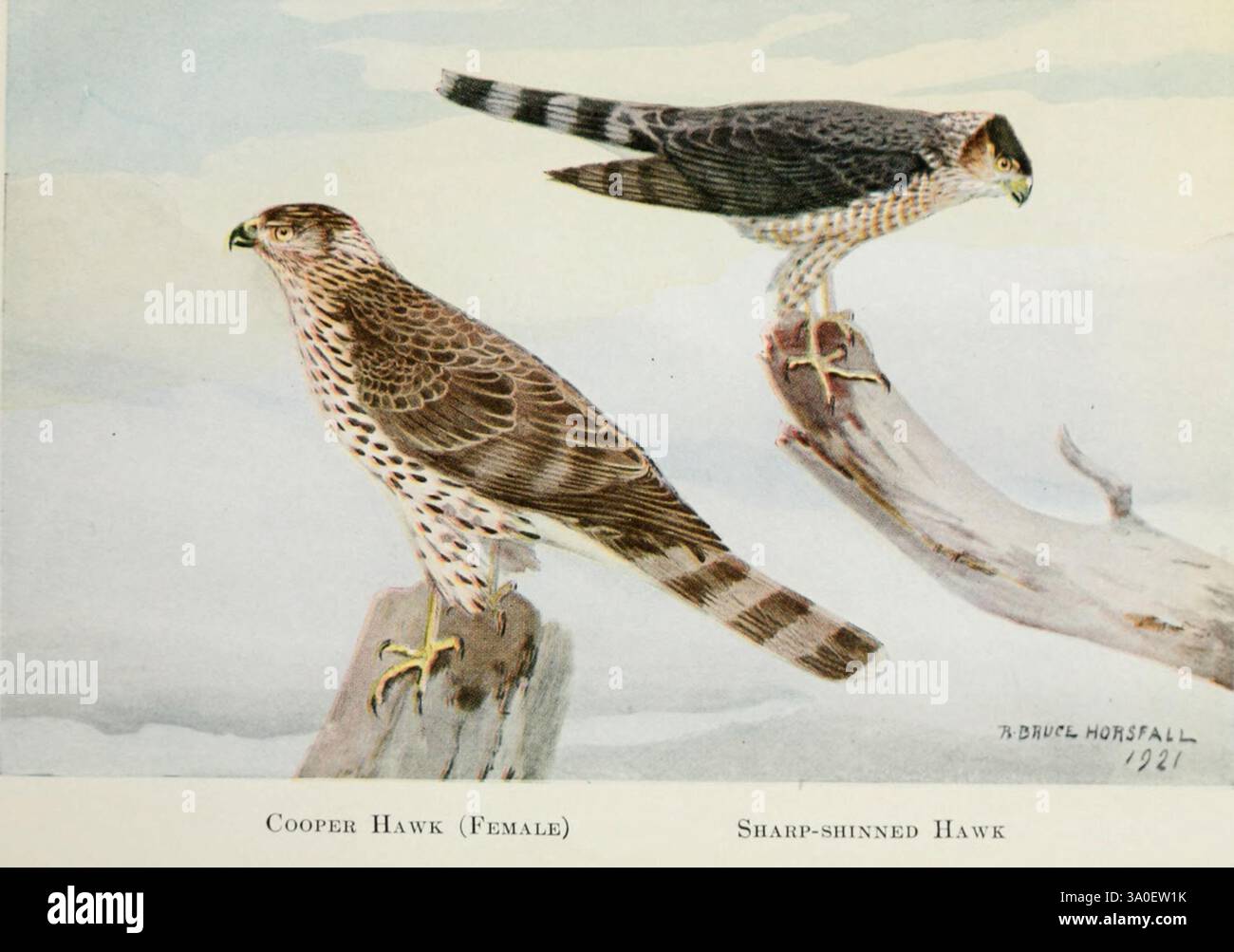 Female cooper hawk hi-res stock photography and images - Alamy