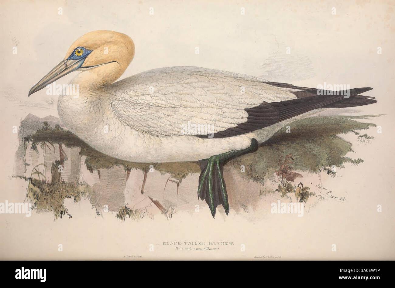 Black tailed gannet hi-res stock photography and images - Alamy