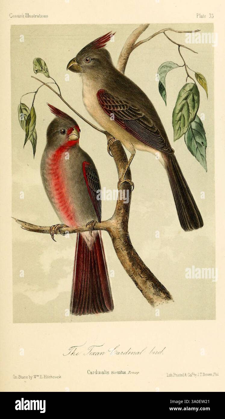 Subtle grayish brown feathers hi-res stock photography and images - Alamy