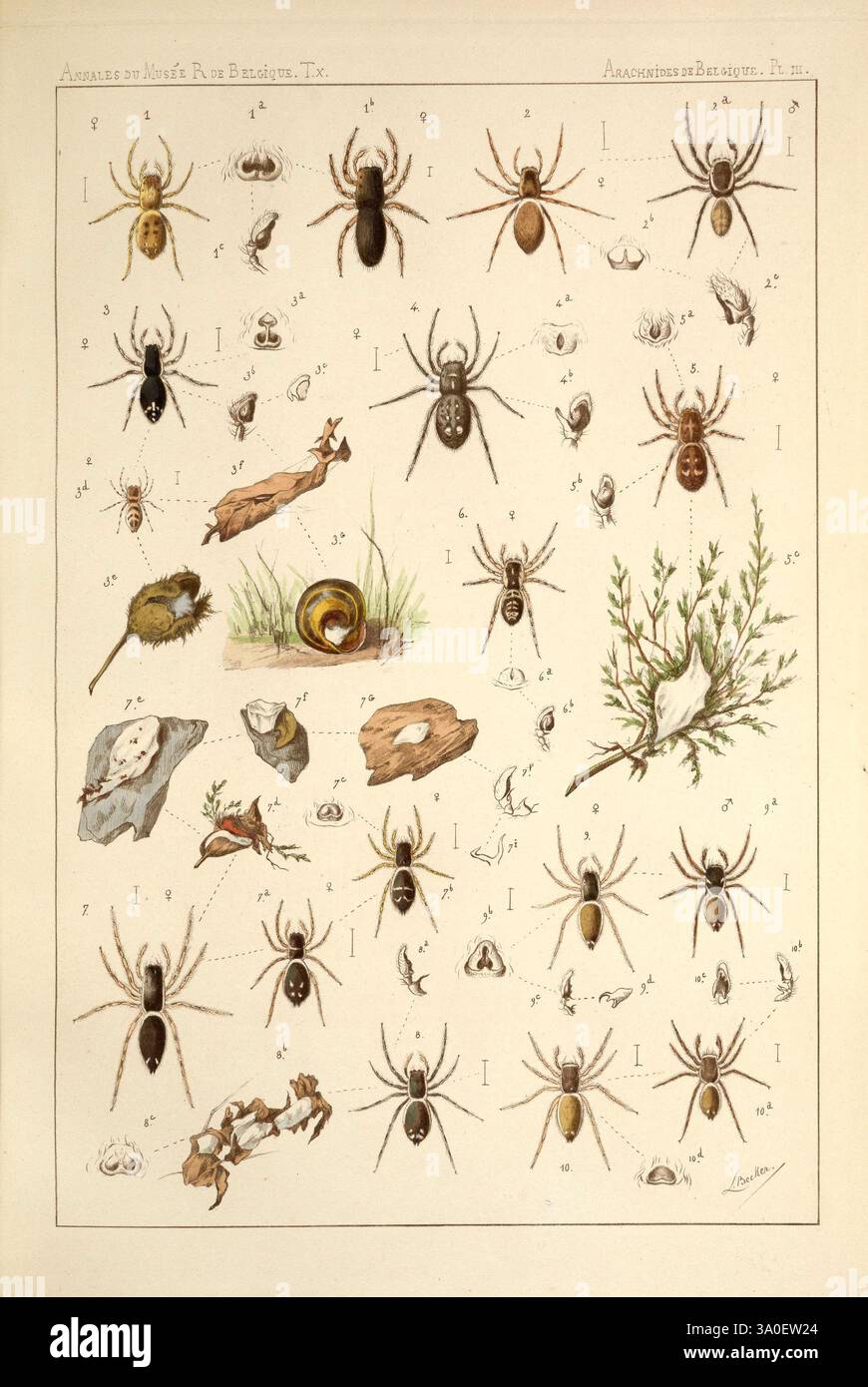 Les arachnides de Belgique. ptie. 1, plates 1 Bruxelles, F. Hayez, 1882 ...