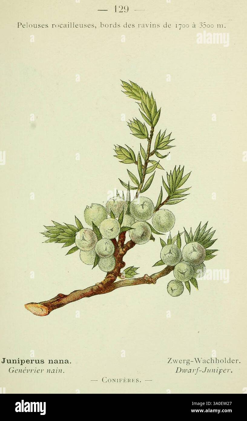 Branch of juniperus nana hi-res stock photography and images - Alamy