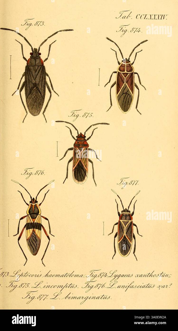 Five distinct species of insects hi-res stock photography and images ...