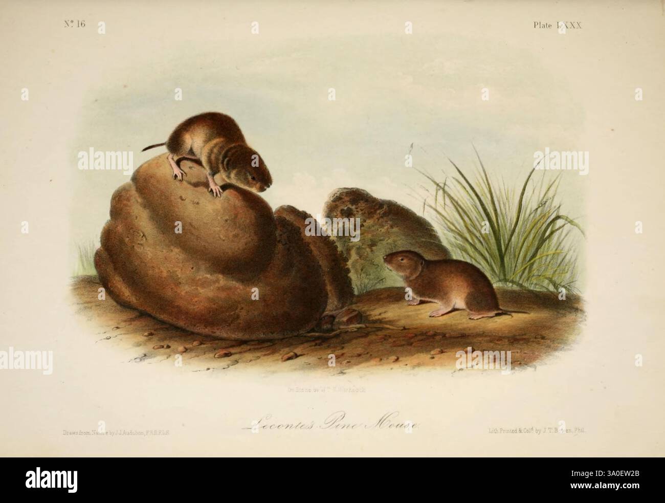 The quadrupeds of North America, New York, V.G. Audubon, 1851-54, mouse ...