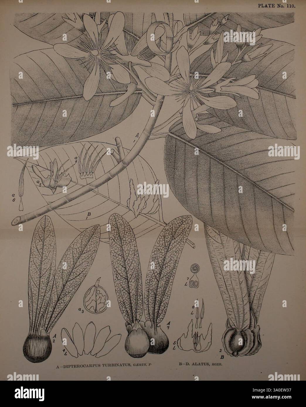 Indian medicinal plants, Bahadurganj, India, Sudhindra Nath Basu ...