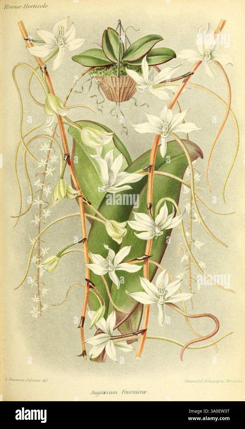 Revue horticole Paris Librairie agricole de la maison rustique 1829 ...