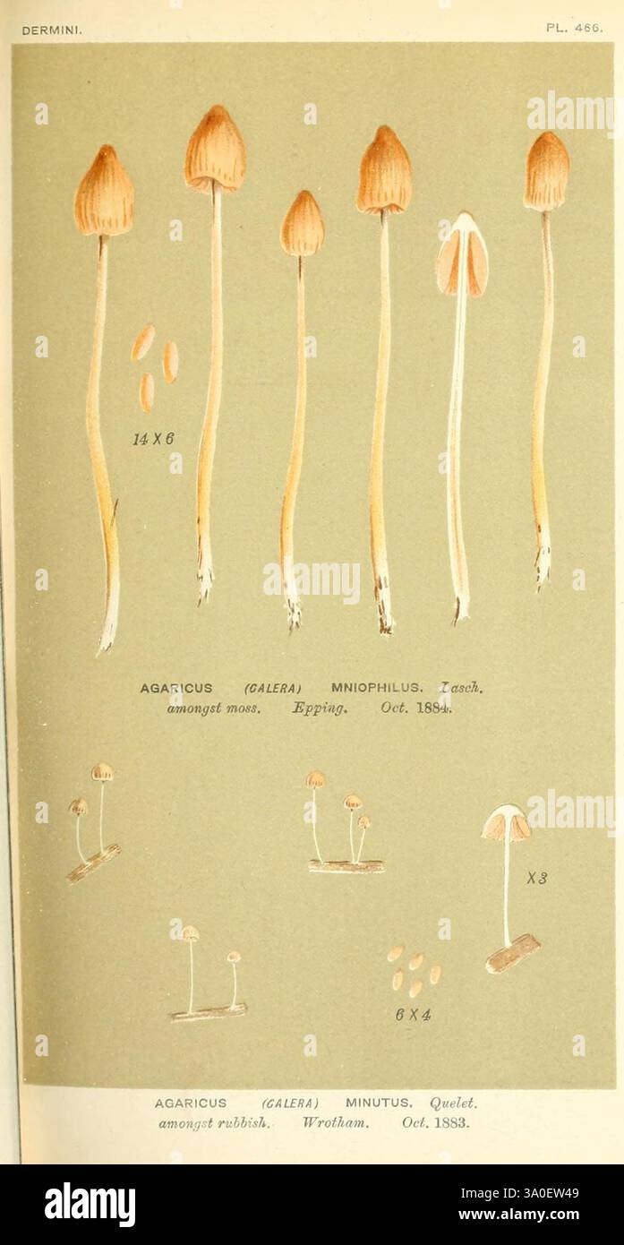 Illustrations, British Fungi, (Hymenomycetes), serve, atlas, Handbook ...