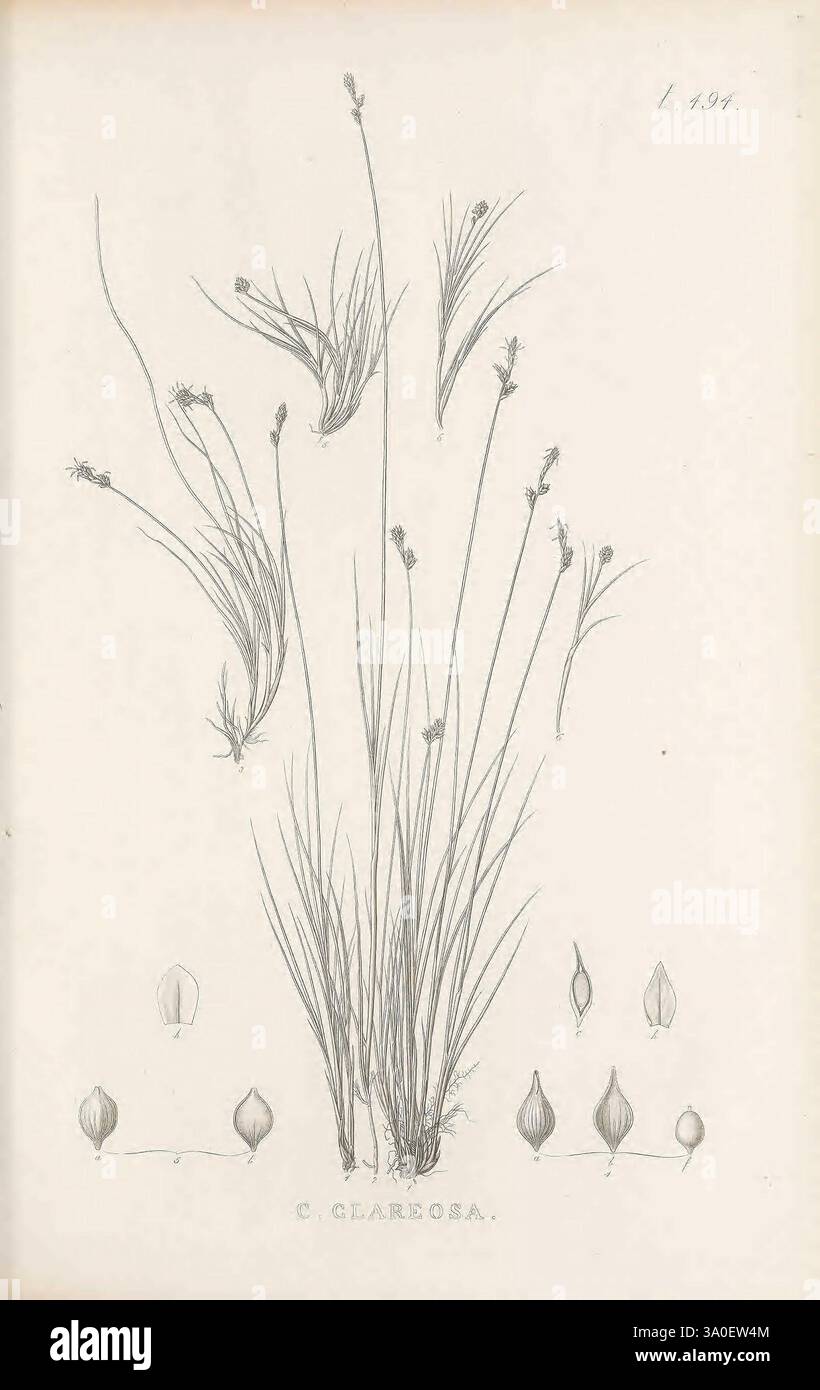 Illustrations of the genus Carex London William Pamplin 1858-1867 Carex ...