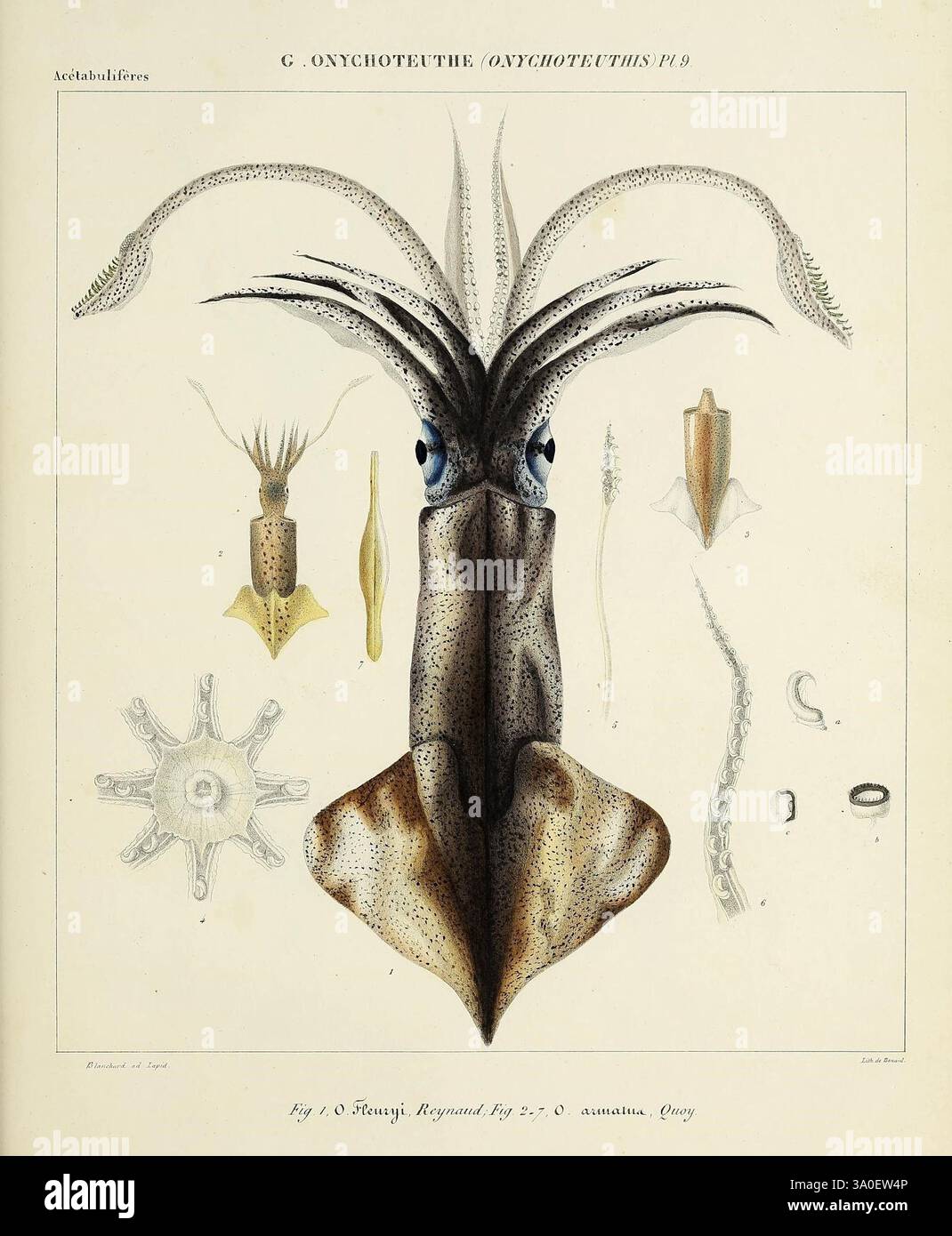 Squid exhibits intricate anatomical features hi-res stock photography ...