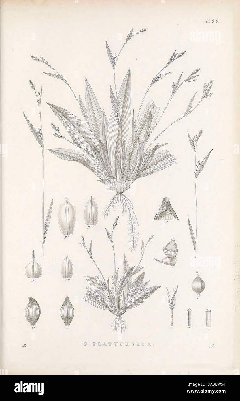 Illustrations of the Genus Carex, London, William Pamplin, 1858-1867 ...