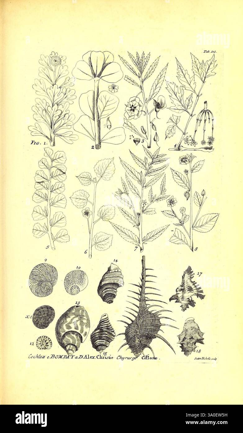 Arrangement highlights morphological characteristics hi-res stock ...