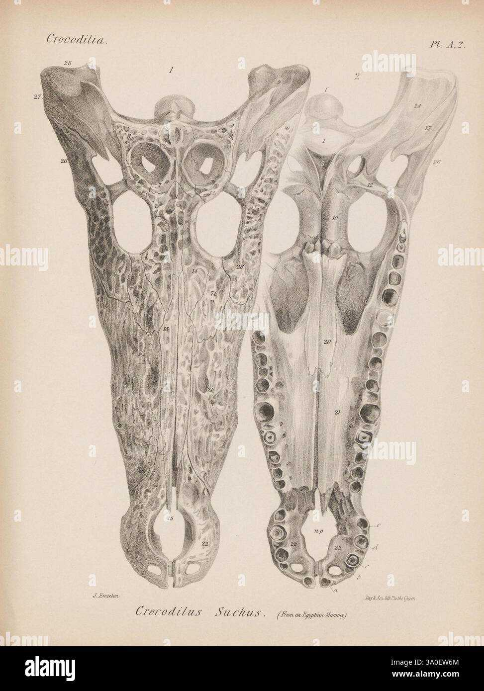 A history of British fossil reptiles London Cassell & Company Limited ...