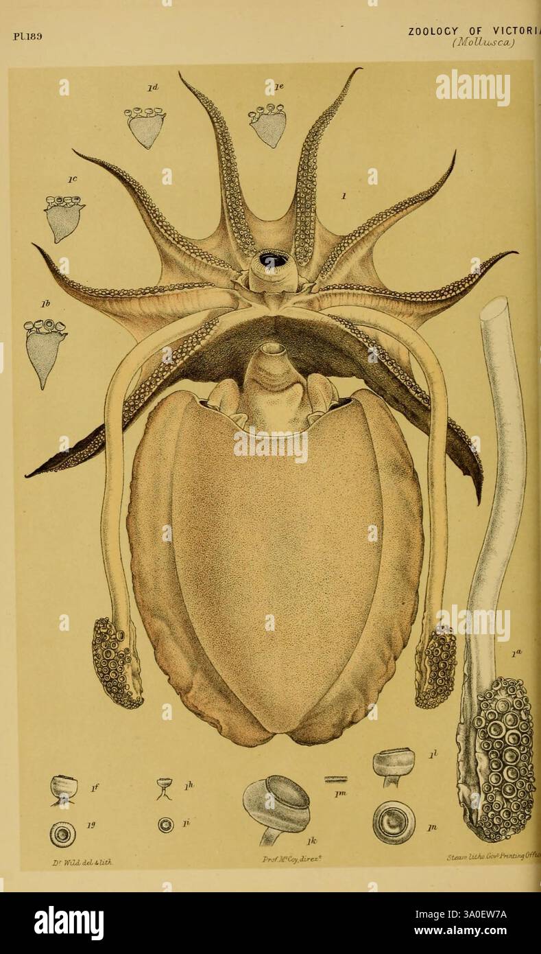Natural history of Victoria Melbourne J. Ferres government printer 1885 ...