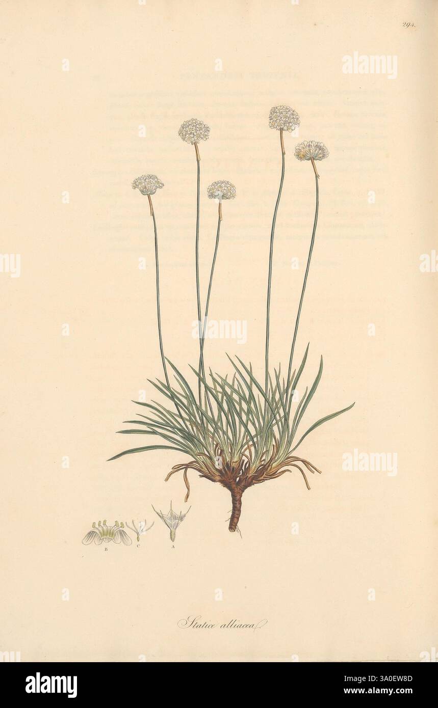 Flora Graeca, sive, Plantarum rariorum historia, quas in provinciis aut ...