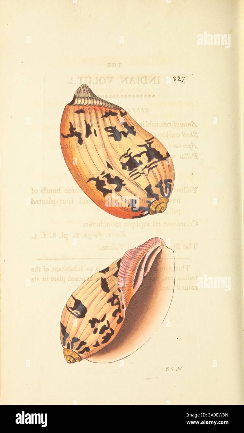 The, naturalist's, miscellany, or Coloured, figures, of, natural ...