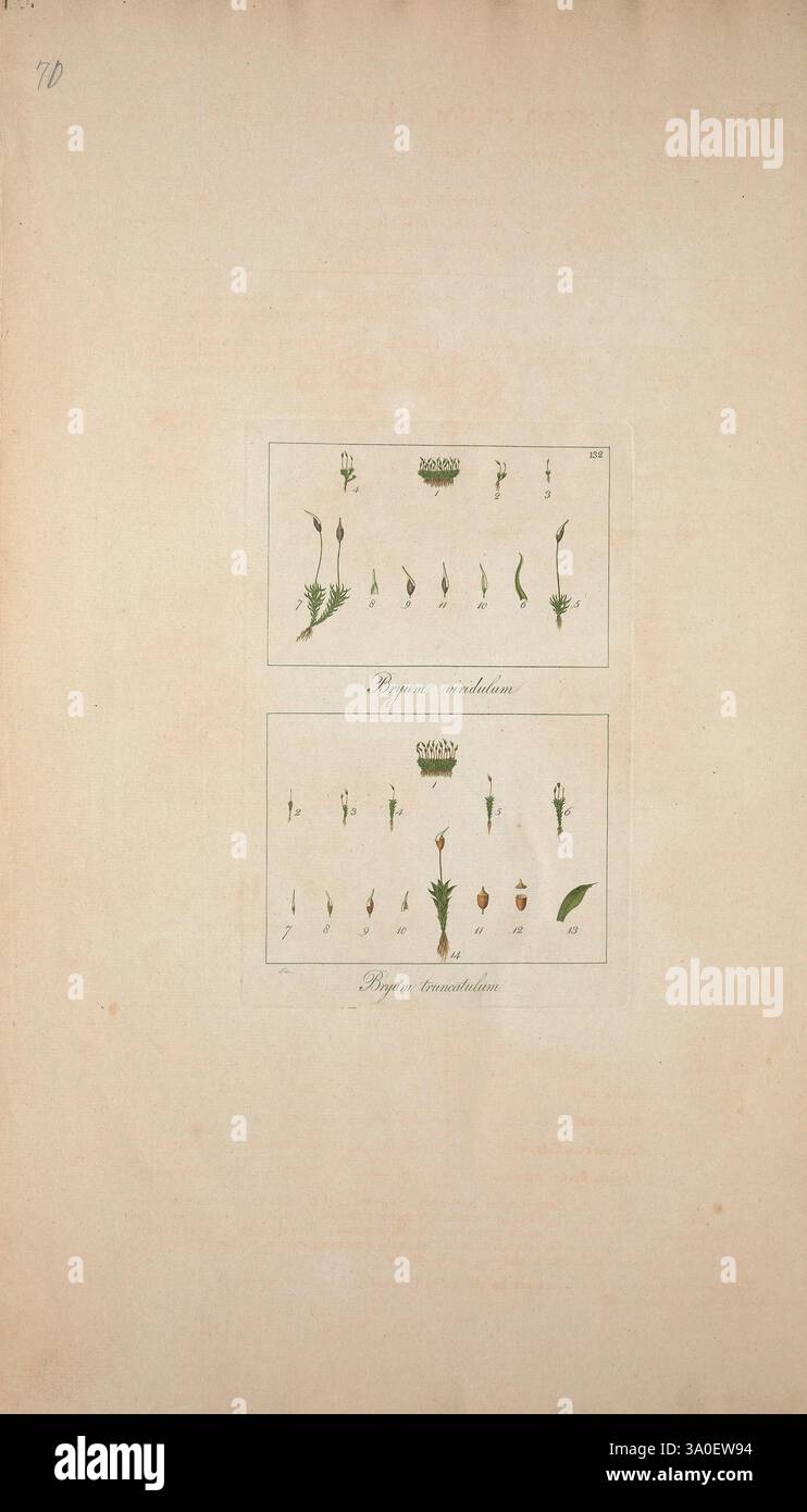 Two detailed layouts of various plant specimens hi-res stock ...