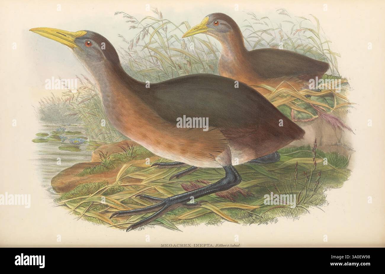 New guinea flightless rail hi-res stock photography and images - Alamy