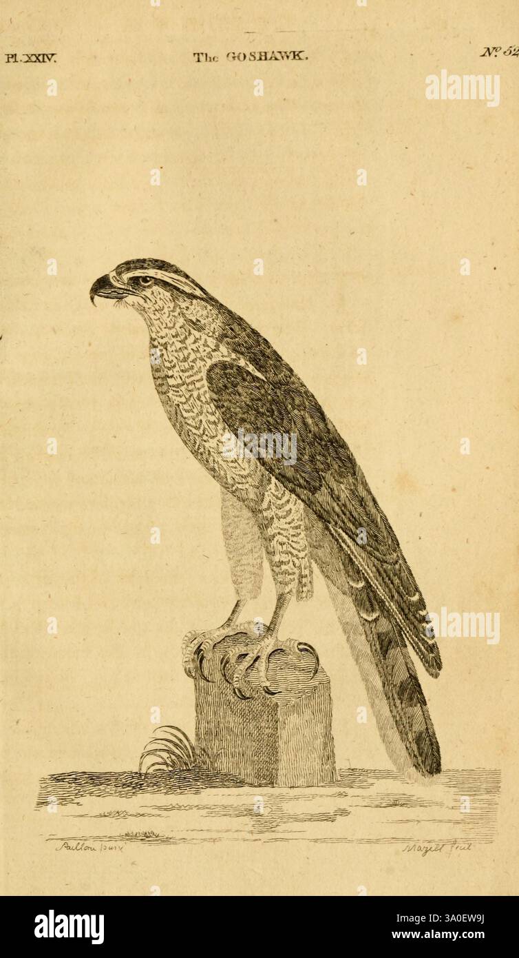 British zoology Warrington Printed by W. Eyres for B. White London 1776 ...