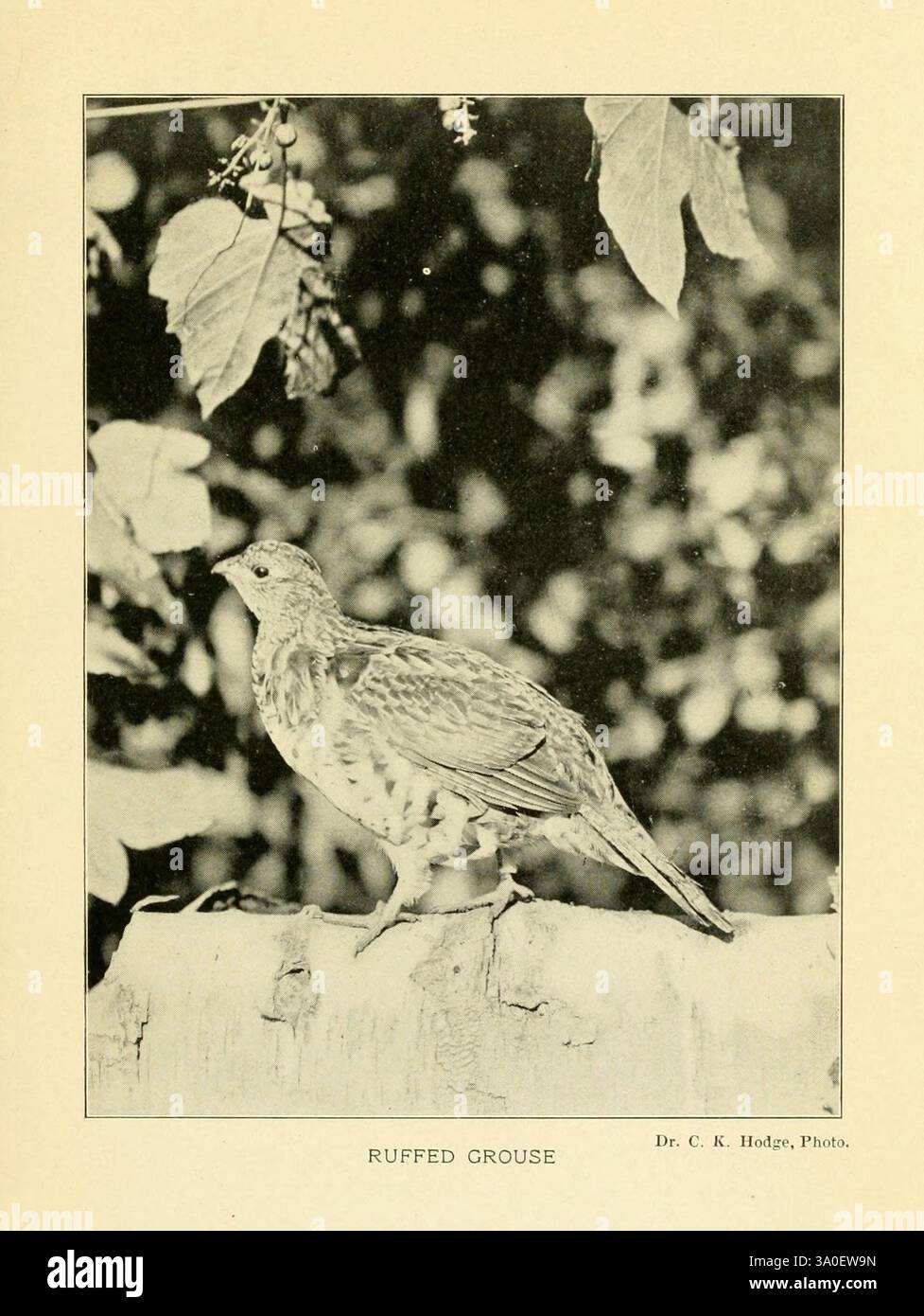 Birds subtle coloration hi-res stock photography and images - Alamy